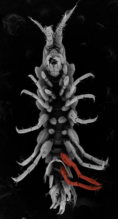 The Maze Runner Beetle Blades