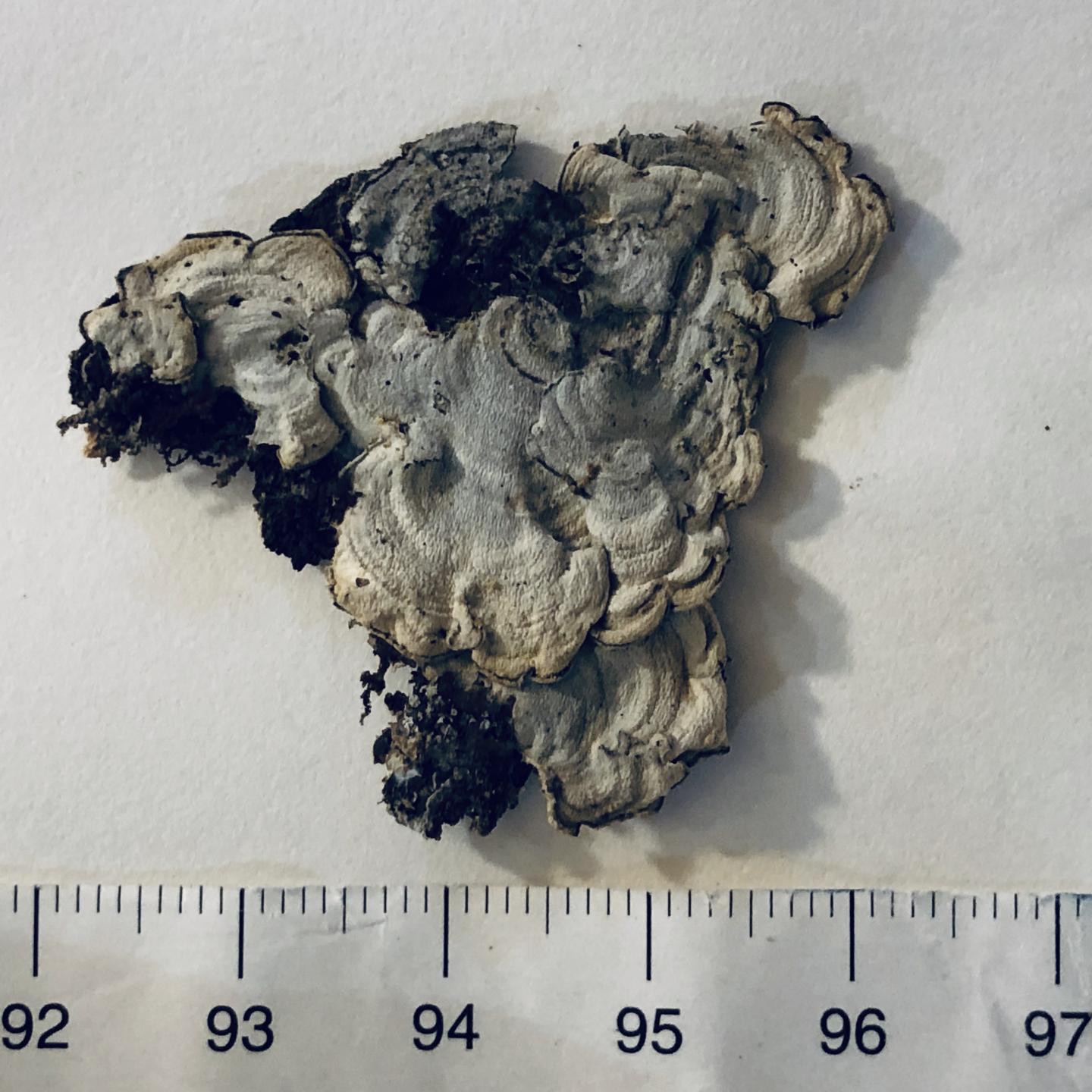 Lichen Changes Color When Wet [IMAGE] | EurekAlert! Science News Releases