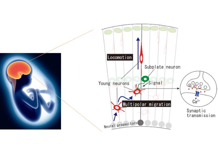Synaptic communication controls neuronal migr | EurekAlert!