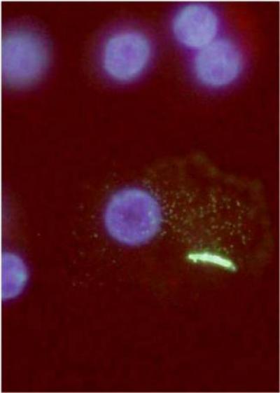 A New Era of Malaria Vaccine D [IMAGE] | EurekAlert! Science News Releases