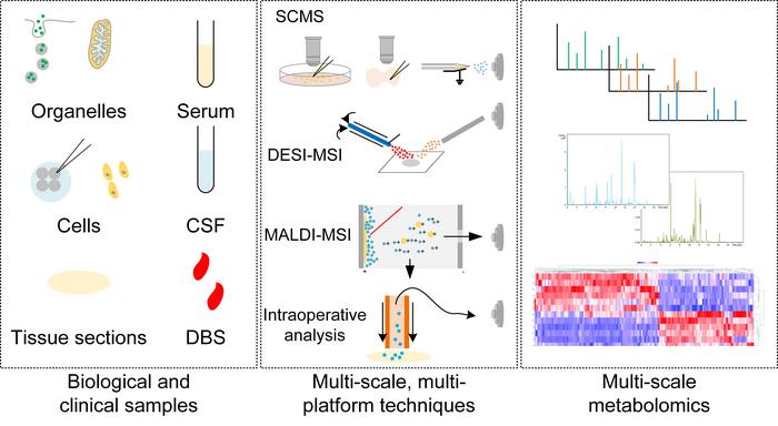The application of metabolomics based on mass | EurekAlert!