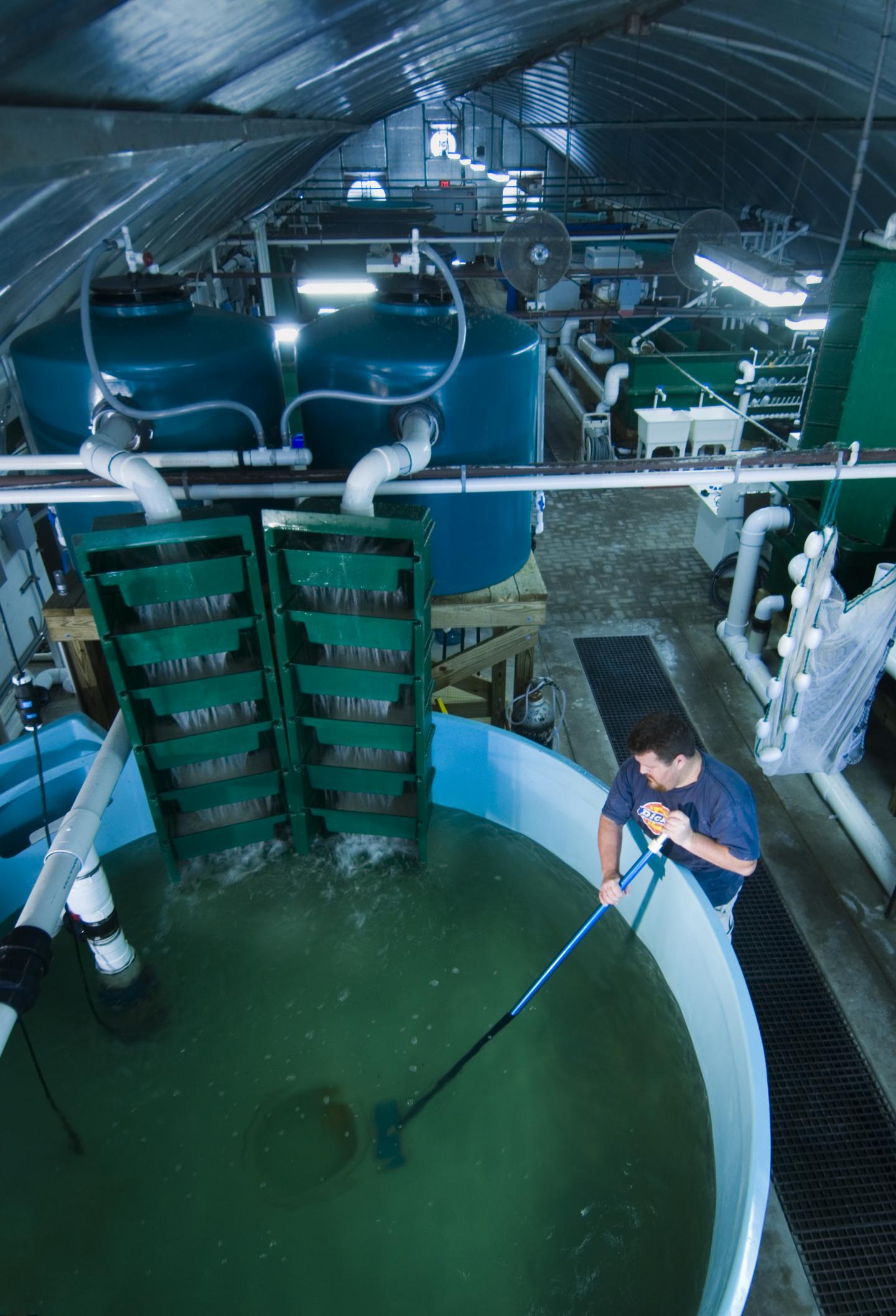 FAU awarded $3 million grant for fish farming | EurekAlert!