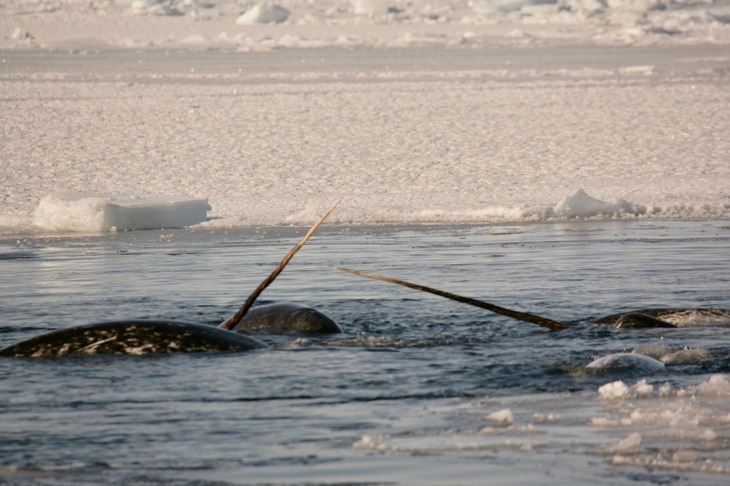Narwhal Tusks Breaking Through [IMAGE] | EurekAlert! Science News Releases