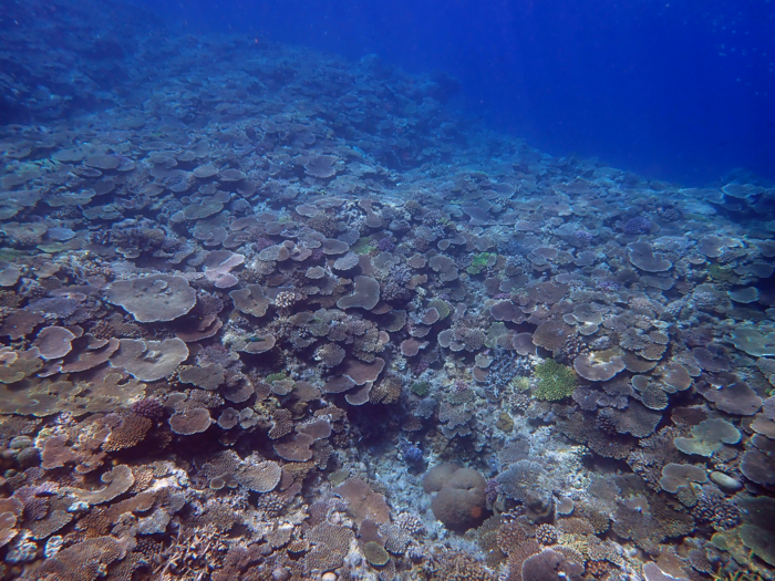 A coral reef in Okinawa [IMAGE] | EurekAlert! Science News Releases