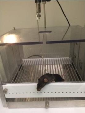 A Mouse inside the Experimenta [IMAGE] | EurekAlert! Science News Releases