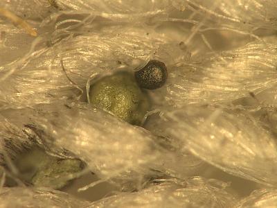 Crime scene investigations: Gunshot residue a | EurekAlert!