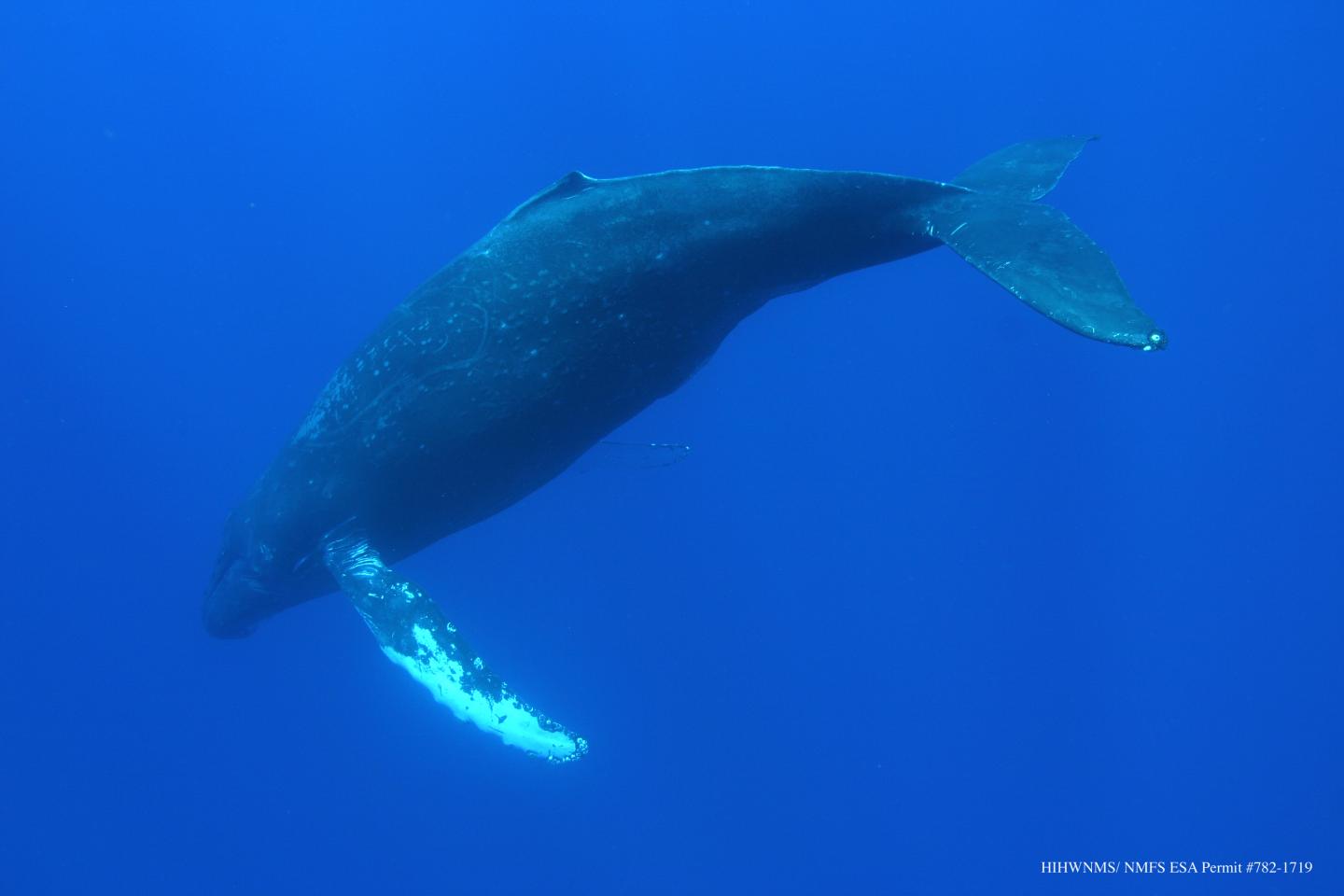 Humpback whale [IMAGE] | EurekAlert! Science News Releases