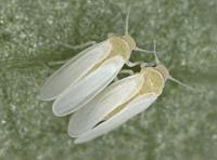 Whitefly Secrets to Success (2 of 2) | EurekAlert!