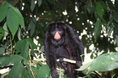 Chiropotes albinasus [IMAGE] | EurekAlert! Science News Releases