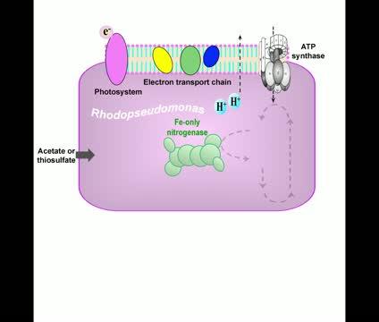 Unexpected environmental source of methane di | EurekAlert!