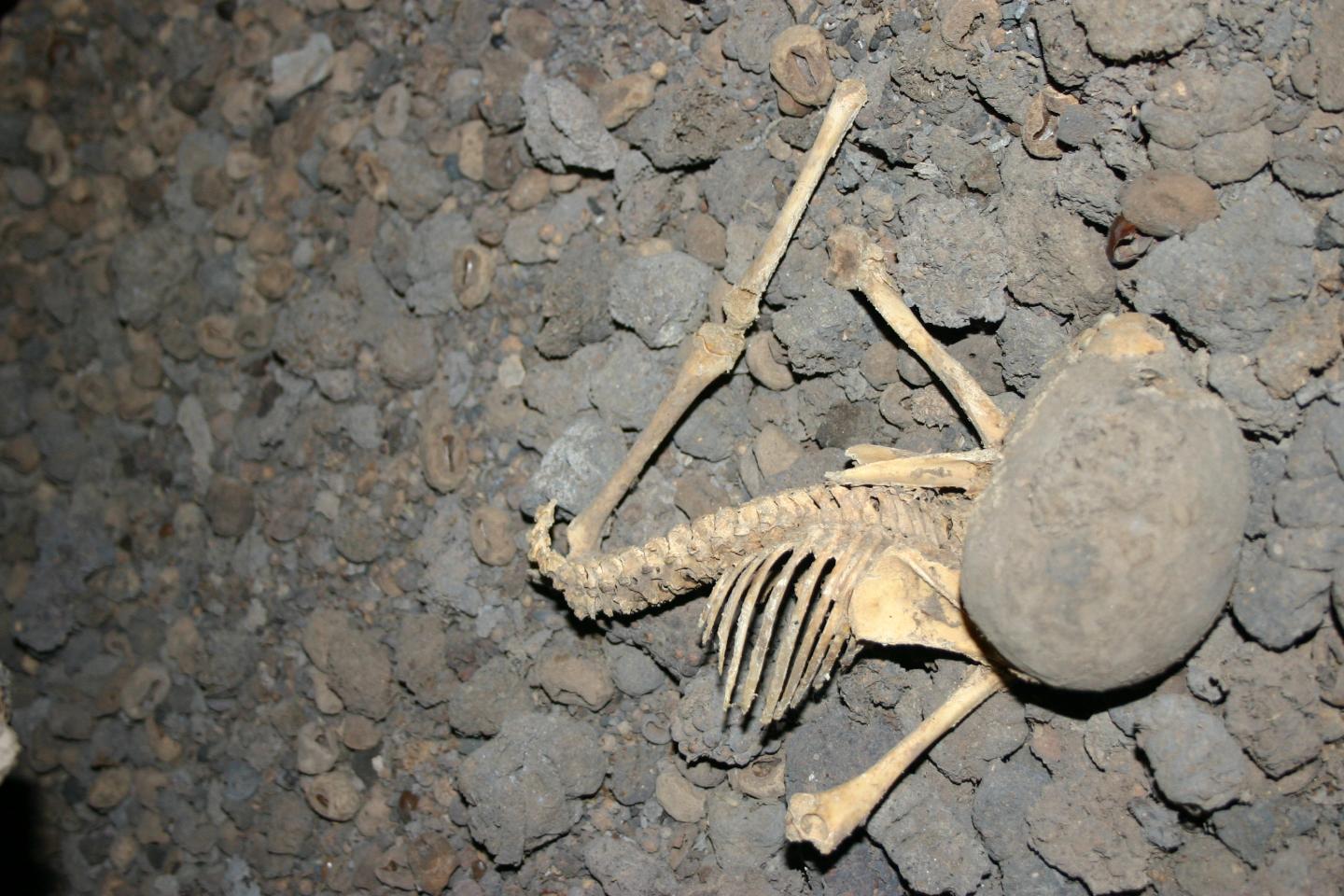 Partial Baboon Skeleton from M [IMAGE] | EurekAlert! Science News Releases