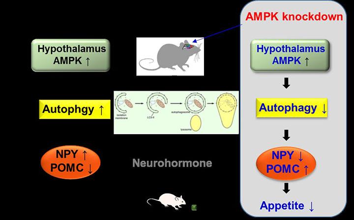 Mechanisms of An Enzyme Activa [IMAGE] | EurekAlert! Science News Releases