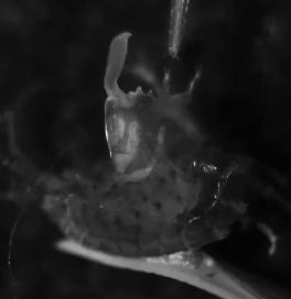 Super-fast Crustacean Claw II [IMAGE] | EurekAlert! Science News Releases