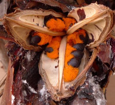 Close-up View of Arils [IMAGE] | EurekAlert! Science News Releases