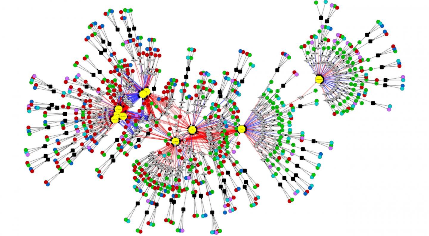 Hormone-Nutrient Network Controls Plant Root | EurekAlert!