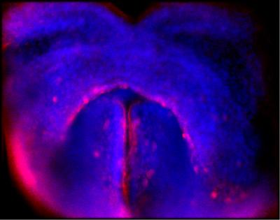 Pancreas and Liver Signals Shed Light on Stem | EurekAlert!