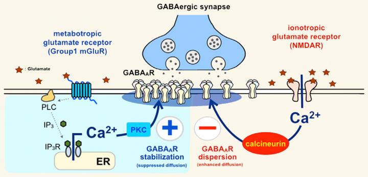 Schematic Depicting The Two Op [IMAGE] | EurekAlert! Science News Releases