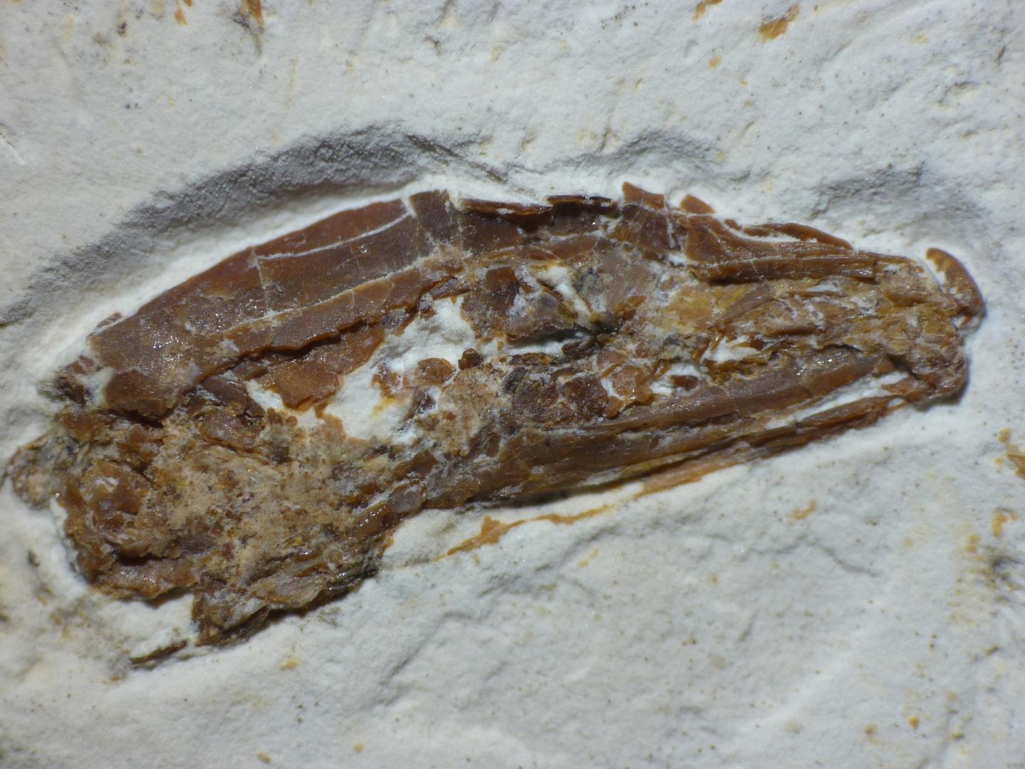 Four-legged Fossil Suggests Sn [IMAGE] | EurekAlert! Science News Releases