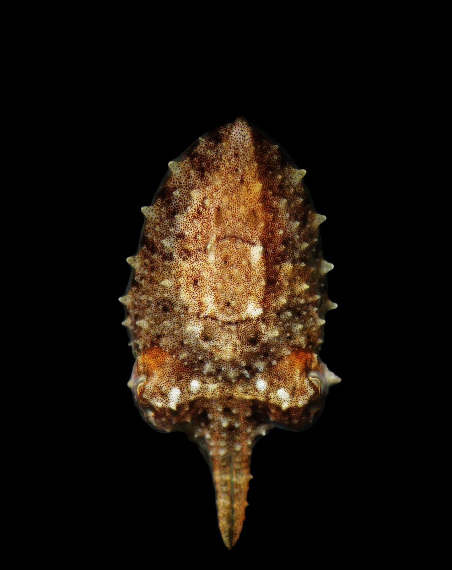 Young European Cuttlefish [IMAGE] | EurekAlert! Science News Releases