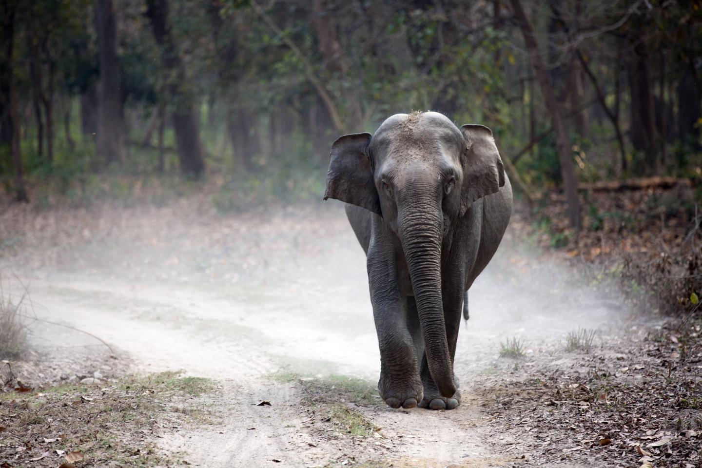 Lone Elephant [IMAGE] | EurekAlert! Science News Releases