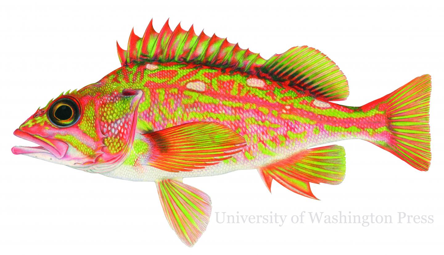 Rosethorn Rockfish [IMAGE] | EurekAlert! Science News Releases