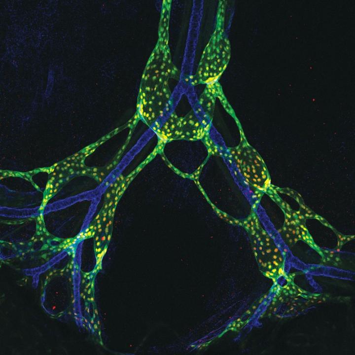 Flow means 'go' for proper lymph system devel | EurekAlert!