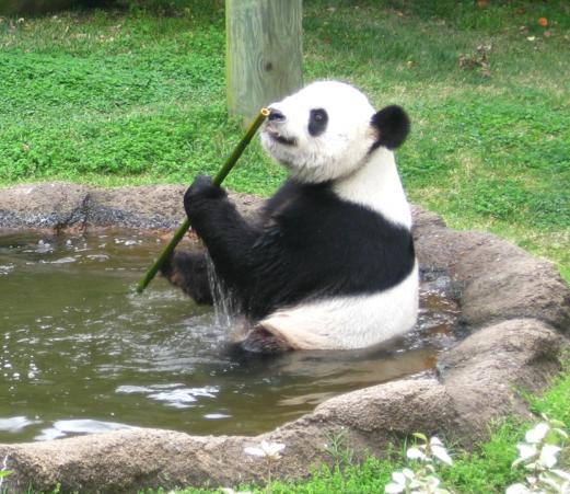Panda poop study provides insights into micro | EurekAlert!