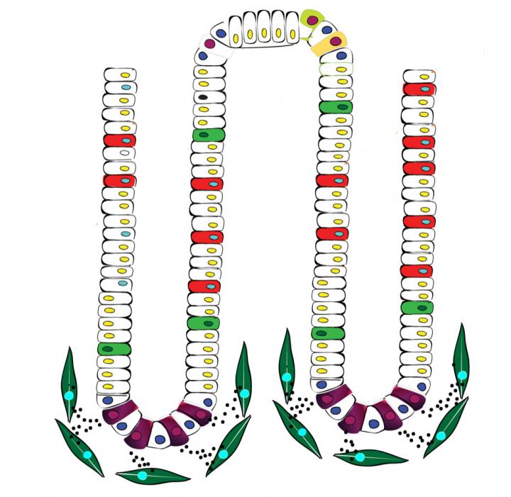 Diagram of the Colon [IMAGE] | EurekAlert! Science News Releases