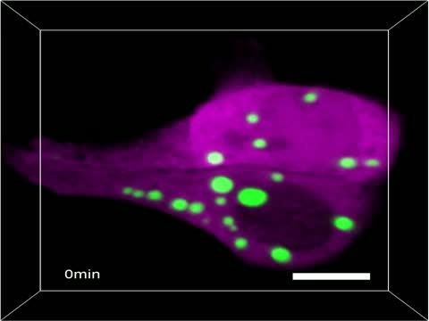 Liquid-Liquid Phase Separation Drives Skin Ba | EurekAlert!