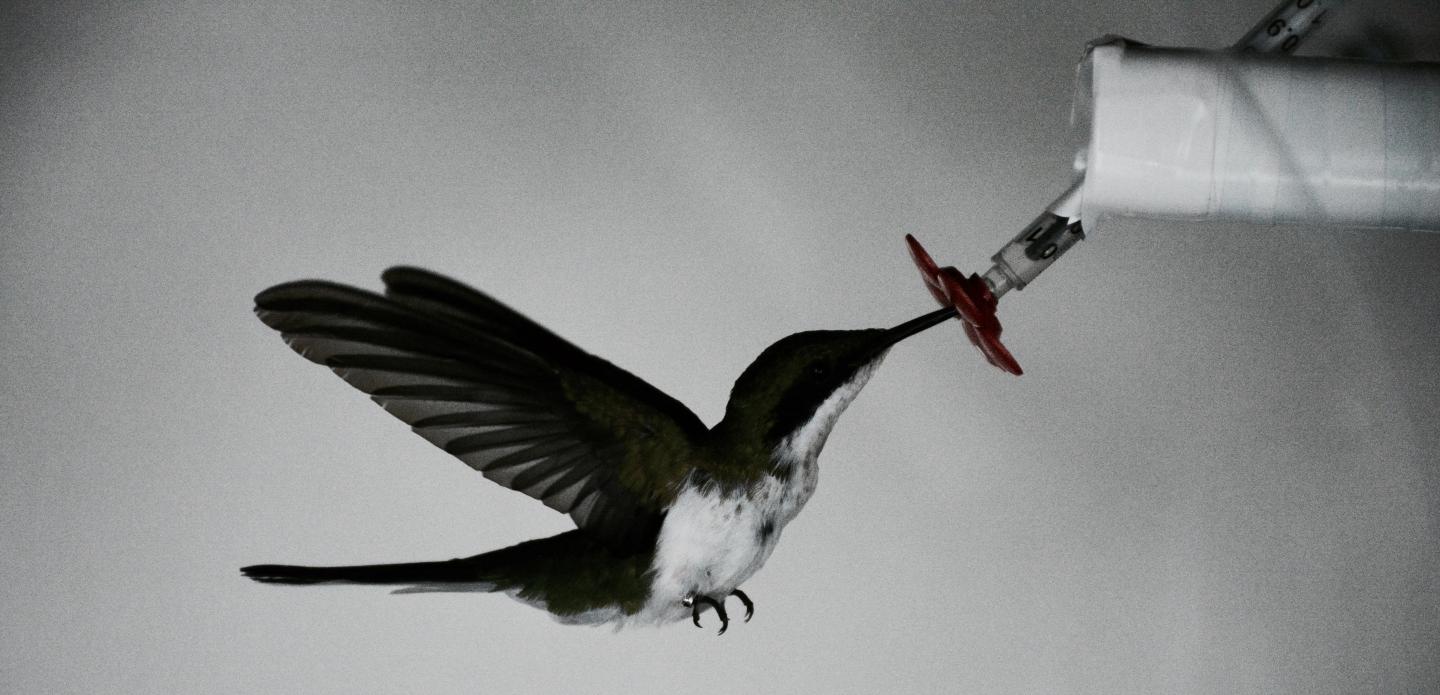 Hovering Over Flowers: Who Does It Better, Hu | EurekAlert!