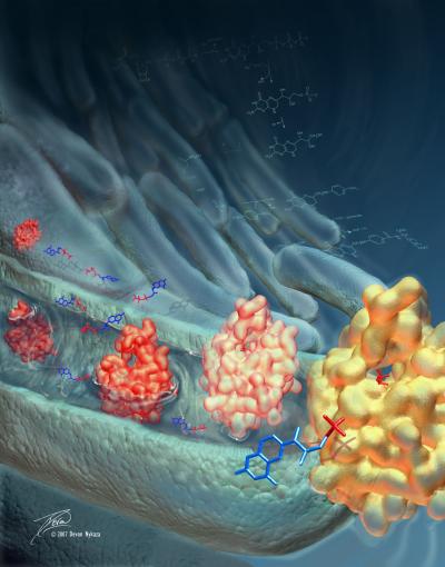 Folate Biosynthesis [IMAGE] | EurekAlert! Science News Releases