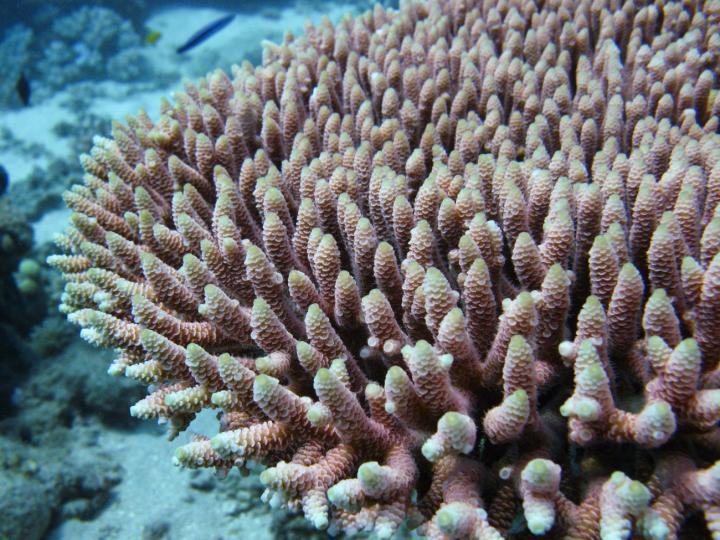 A Colony Of Acropora Millepora [IMAGE] | EurekAlert! Science News Releases