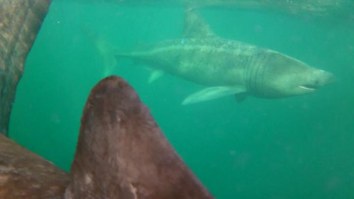 The Secret Life of Basking Sha [IMAGE] | EurekAlert! Science News Releases