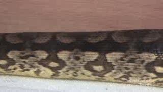 Snakes improve search-and-rescue robots | EurekAlert!