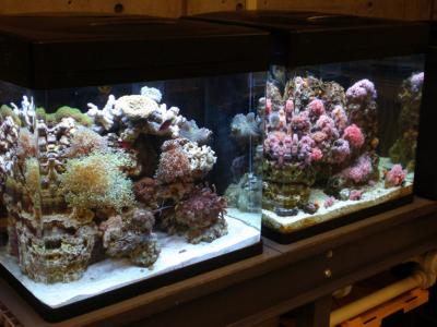 Peacock Mantis Shrimp Hammers [IMAGE] | EurekAlert! Science News Releases