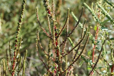 Palmer Amaranth [IMAGE] | EurekAlert! Science News Releases