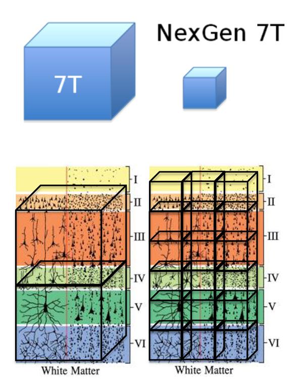 NexGen 7T vs Current 7T fMRI [IMAGE] | EurekAlert! Science News Releases