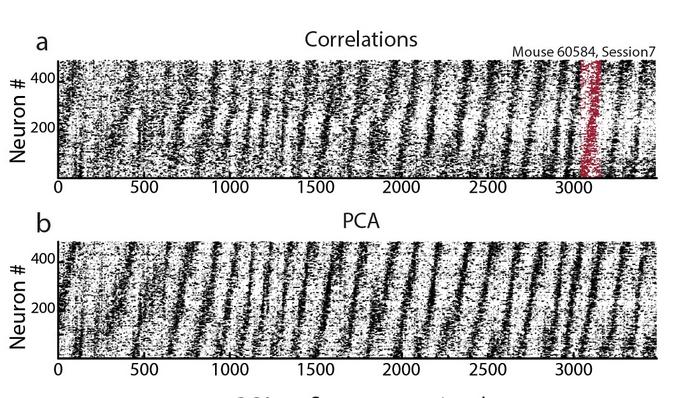 Zebra-striped_raster_plot Kavl [IMAGE] | EurekAlert! Science News Releases