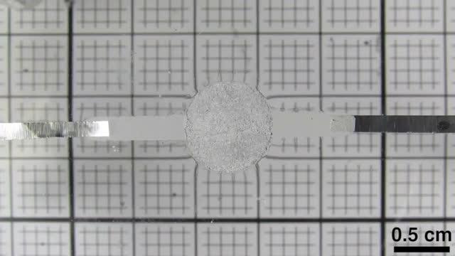 Evading detection by an infrared camera, octo | EurekAlert!