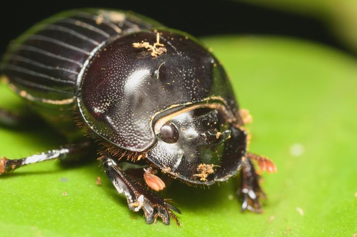 Dung Beetle [IMAGE] | EurekAlert! Science News Releases