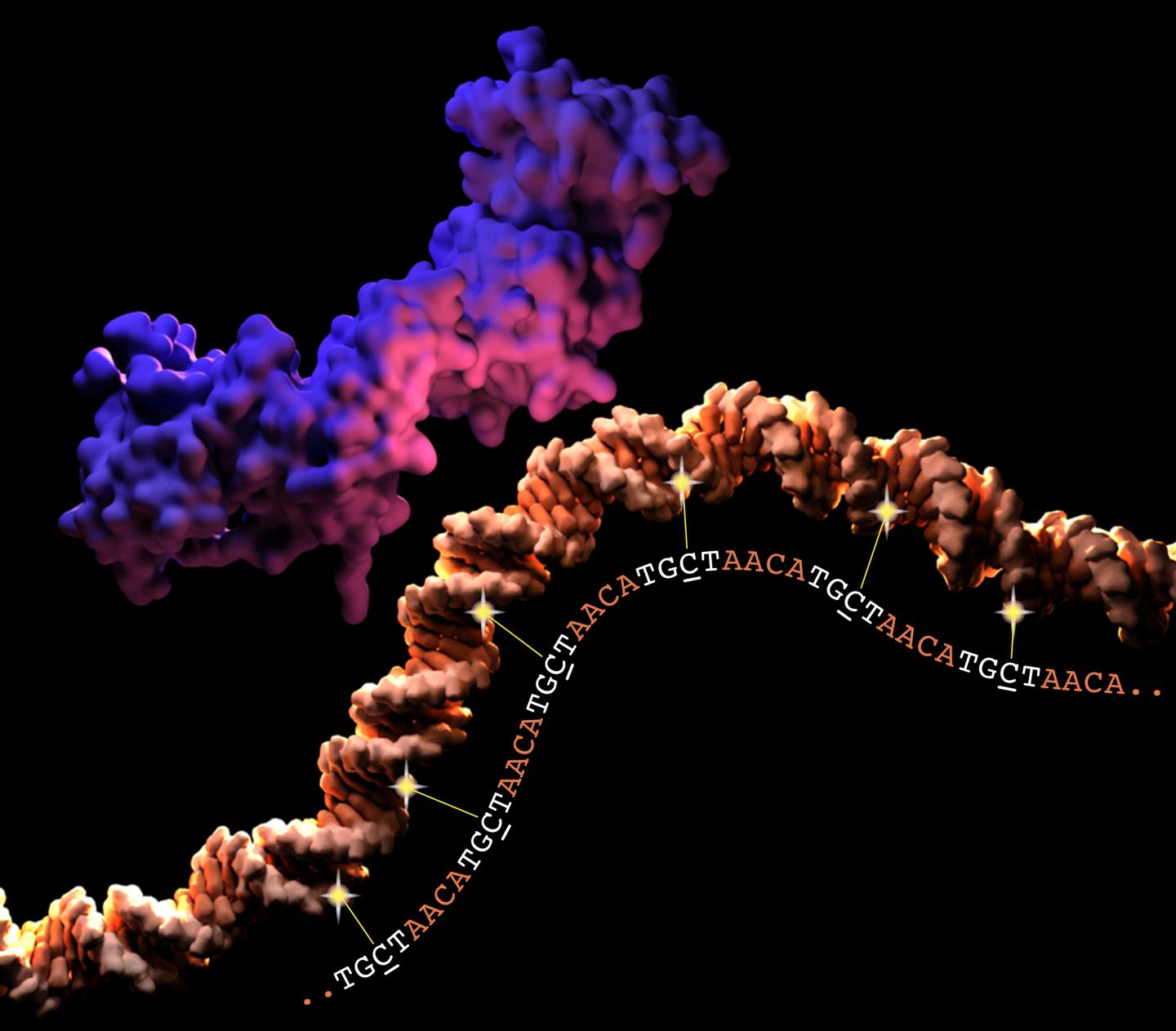 New DNA modification discovere [IMAGE] | EurekAlert! Science News Releases