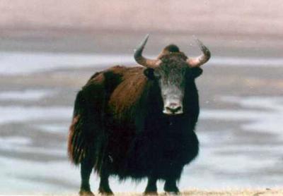 Yak Cheese [IMAGE] | EurekAlert! Science News Releases