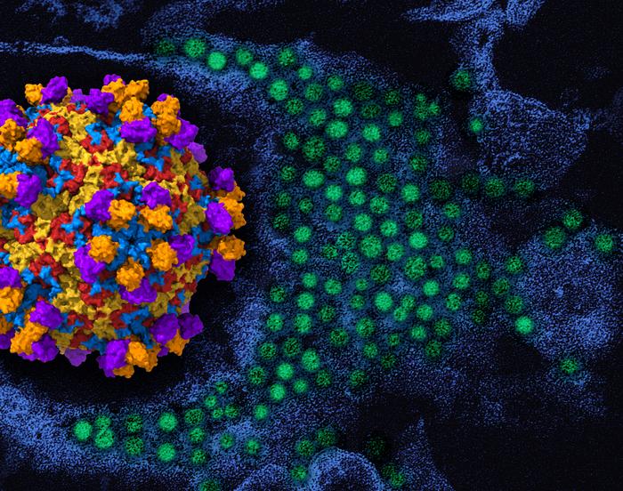 Enterovirus D68 [IMAGE] | EurekAlert! Science News Releases