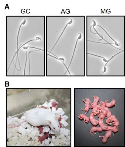 Fig. 2 [IMAGE] | EurekAlert! Science News Releases