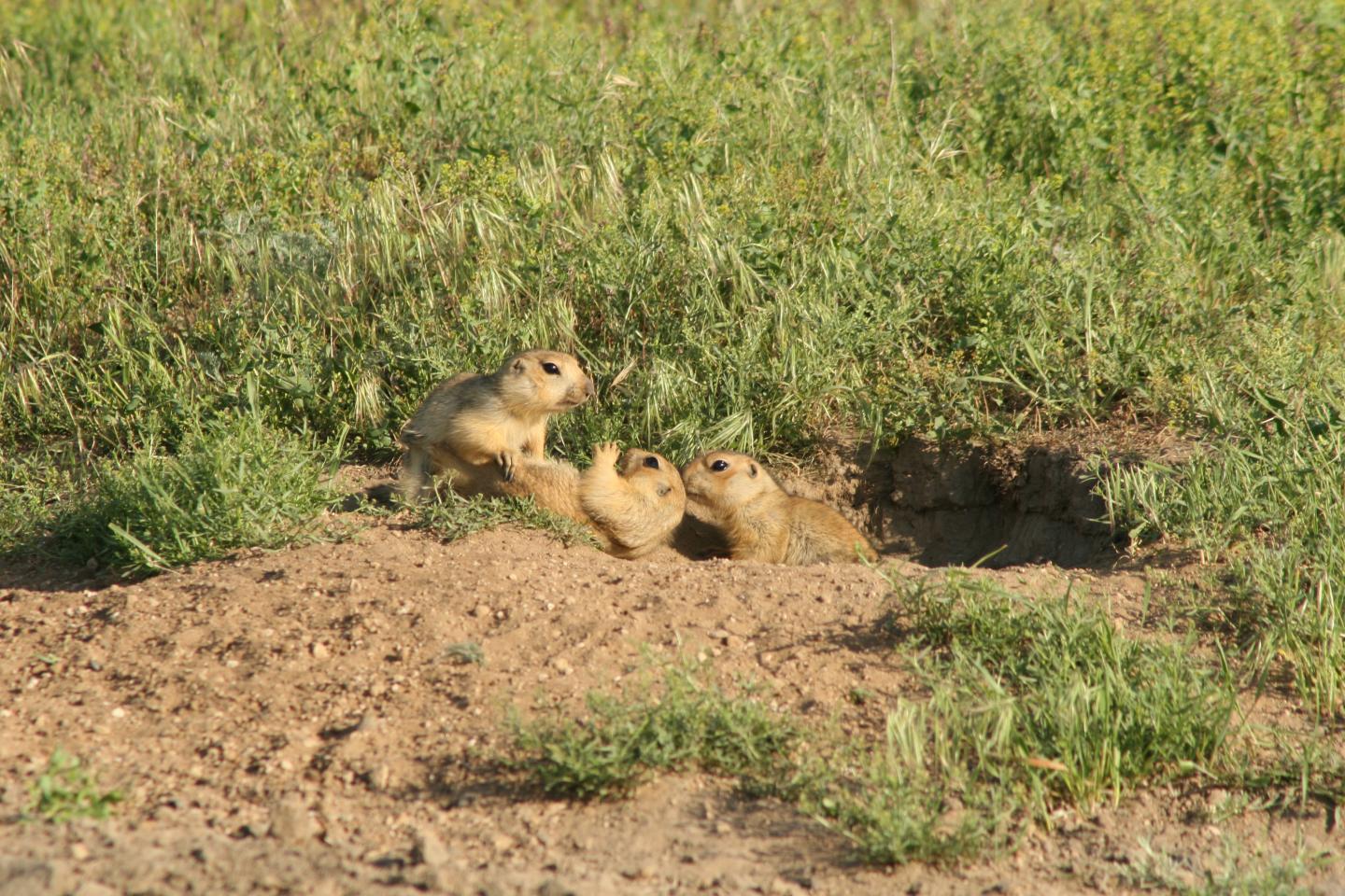 Females Aren't Always to Blame for Reproducti | EurekAlert!