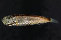 Surprise: How a Type of Deep-sea Fish Evolved | EurekAlert!