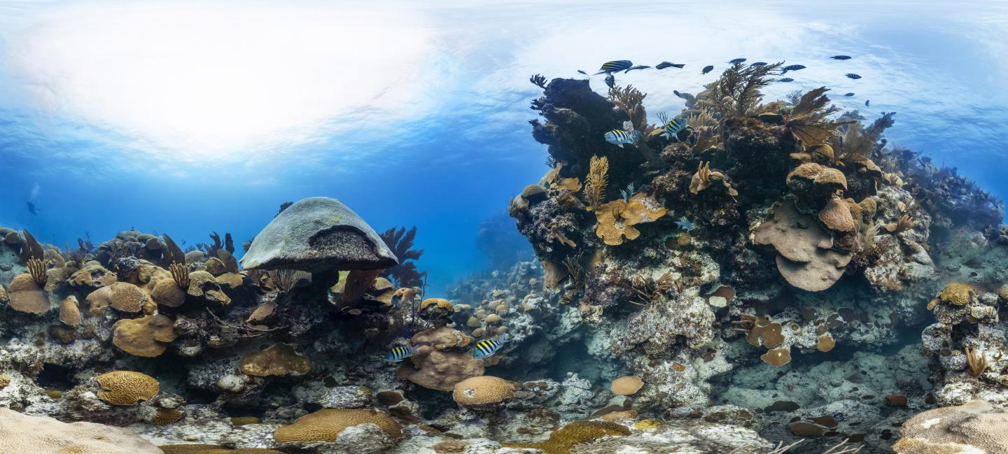 Deep Coral Reefs Are Not Unive [IMAGE] | EurekAlert! Science News Releases