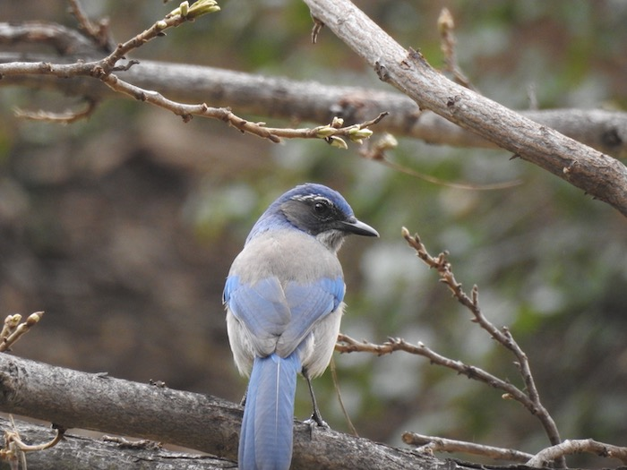 Scrub jay [IMAGE] | EurekAlert! Science News Releases