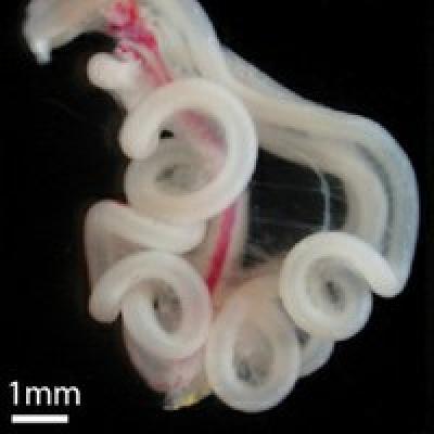 Gut coils with help from its elastic neighbor | EurekAlert!