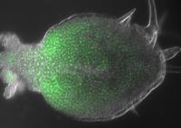 Building a morphogen gradient by simple diffu | EurekAlert!